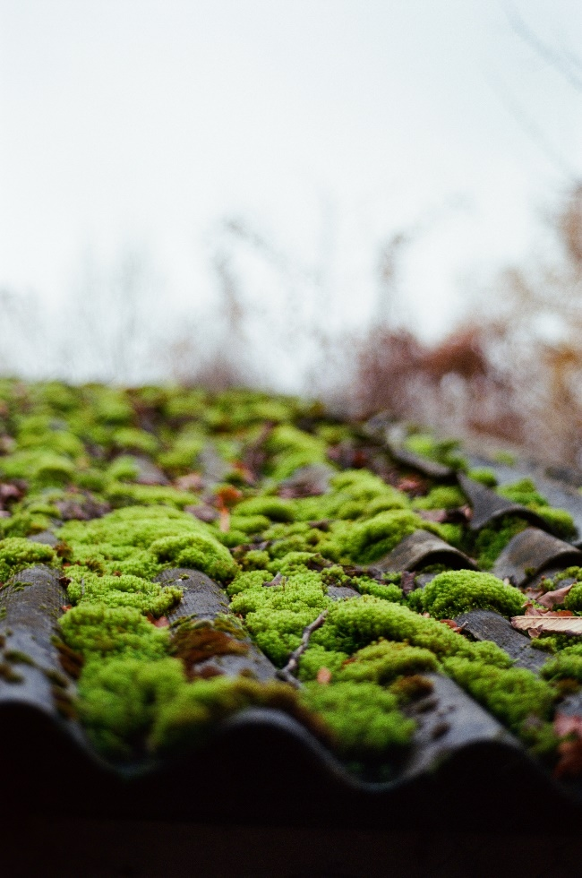 Battling Moss: Understanding the Causes and Solutions for Moss Growth