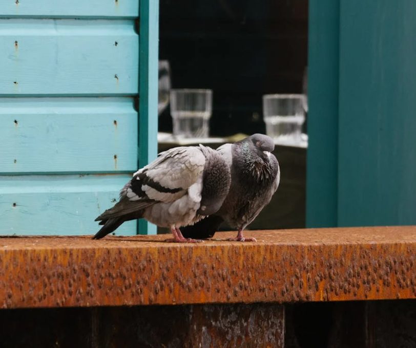 Stop Pigeon Problems Before They Start: Proven Methods of Pigeon Abatement